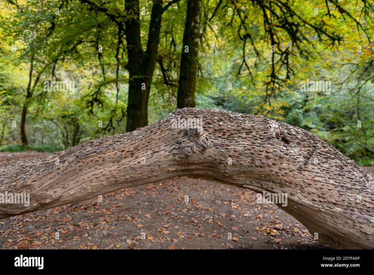 Close up of coins hammered into a tree trunk at Tarr Steps in Exmoor ...