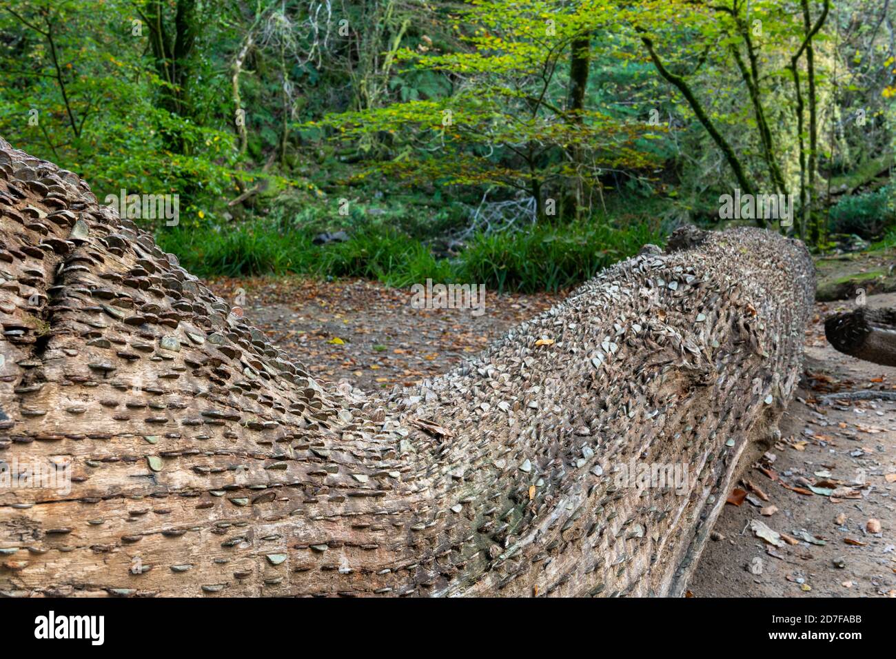 Close up of coins hammered into a tree trunk at Tarr Steps in Exmoor ...