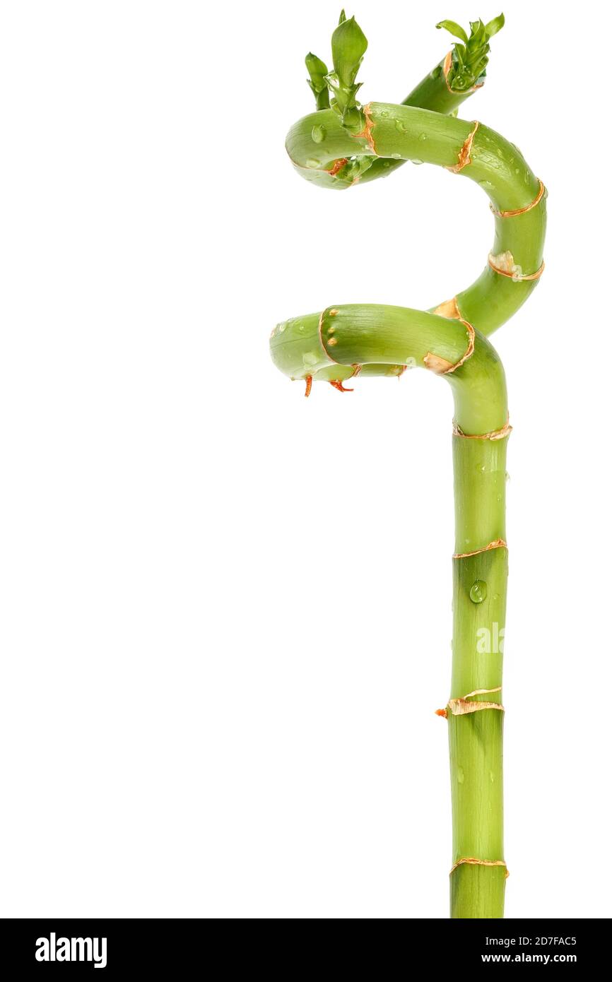 Fresh branch of green bamboo isolated on white background Stock Photo ...