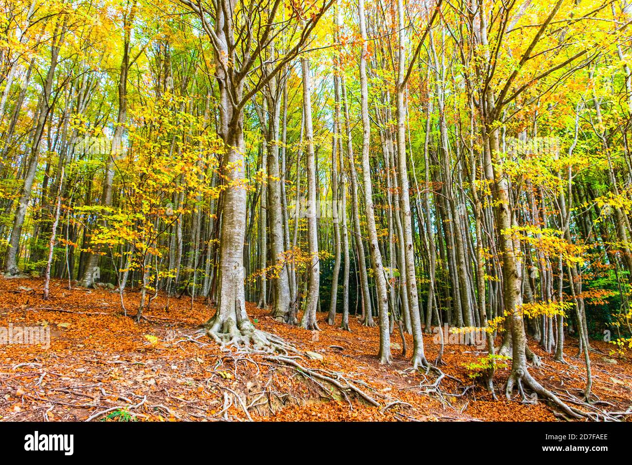 Colorful trees and leaves in autumn in the Montseny Natural Park in ...