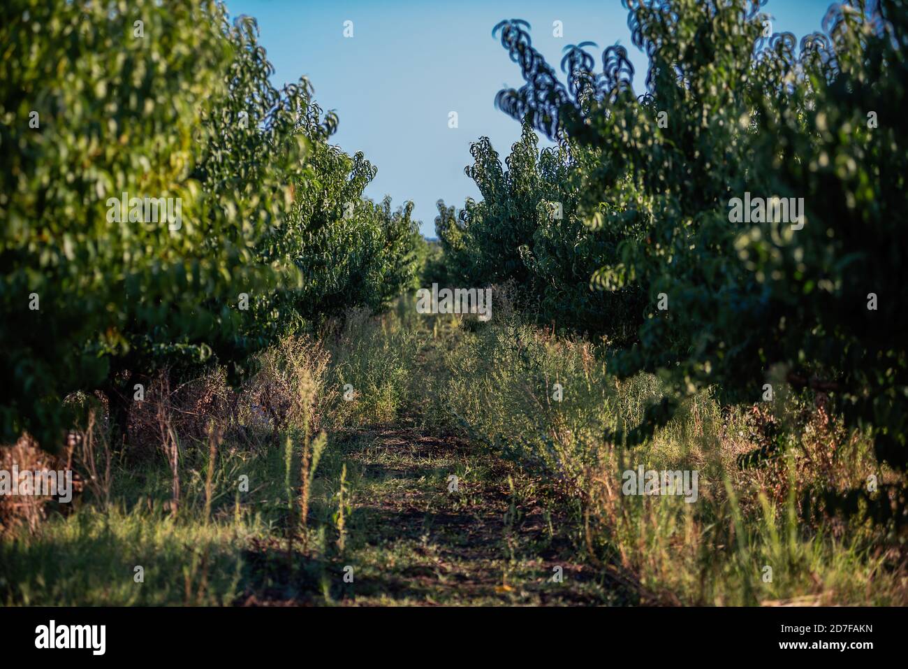 Beautiful Landscape of green trees of peach garden in spring ...
