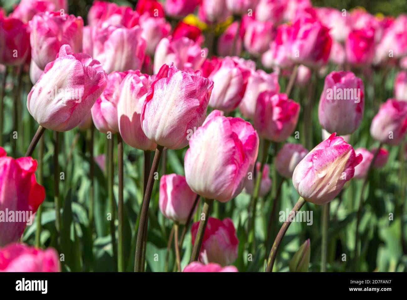 Beautiful Tulips in Skagit Valley, Washington-USA Stock Photo - Alamy