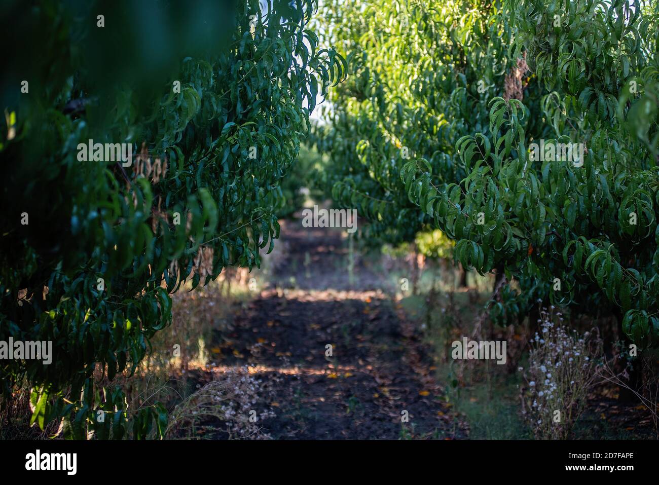 Beautiful Landscape of green trees of peach garden in spring ...