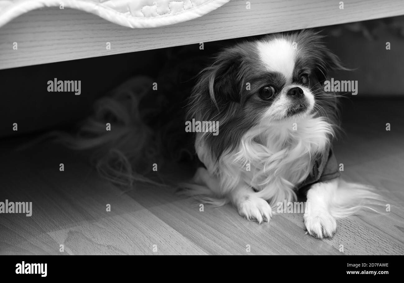 Decorative breed of dogs. Small domestic dog. The dog under the bed ...