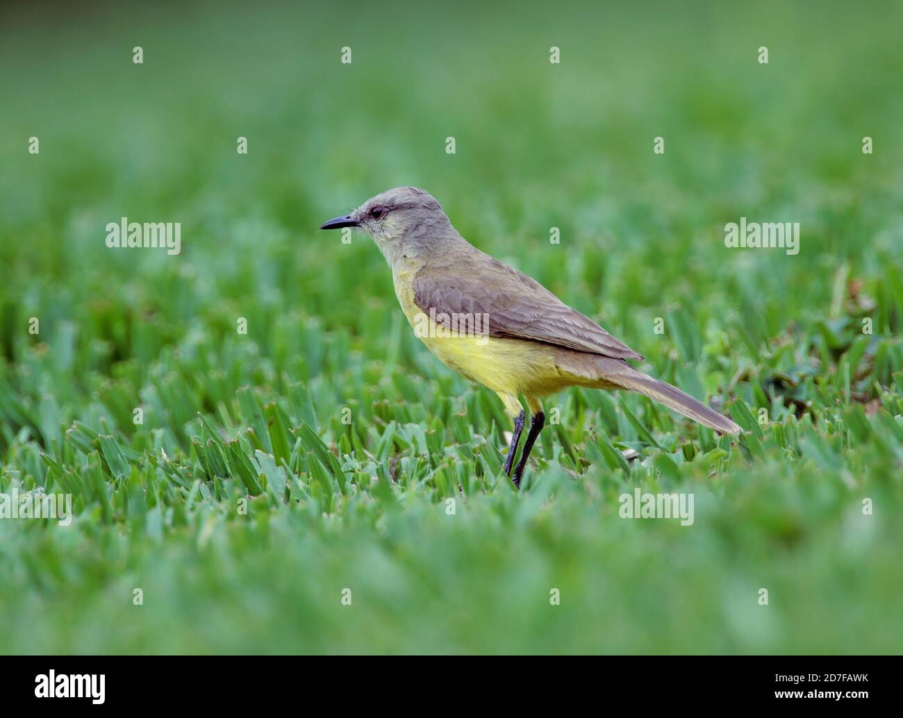 Cattle Tyrant (Machetornis rixosa), Sucandi, Suzano, Sao Paulo, Brazil ...