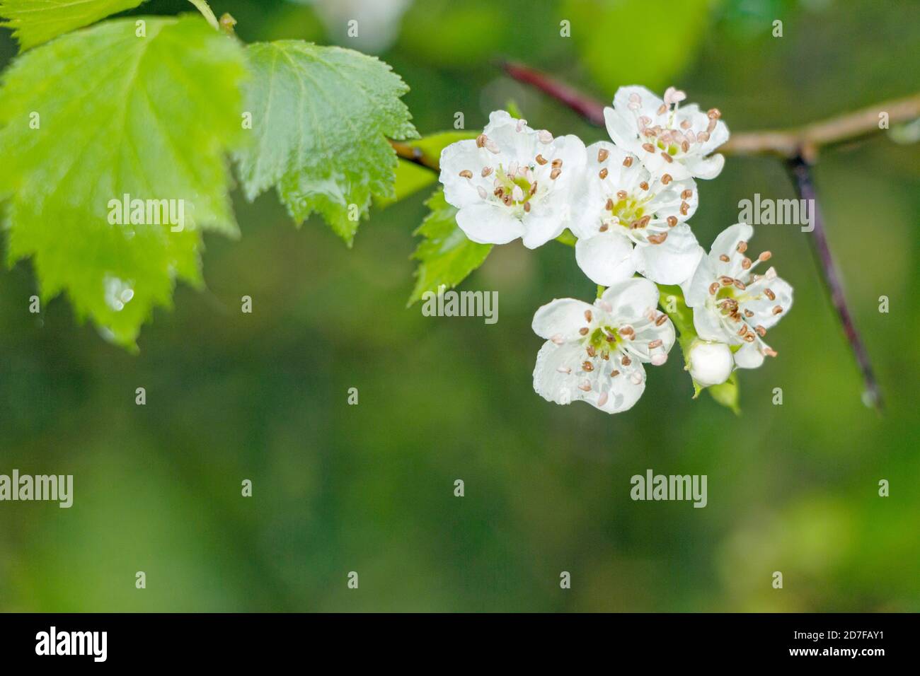 Blooming white hawthorn flowers hi-res stock photography and images - Alamy