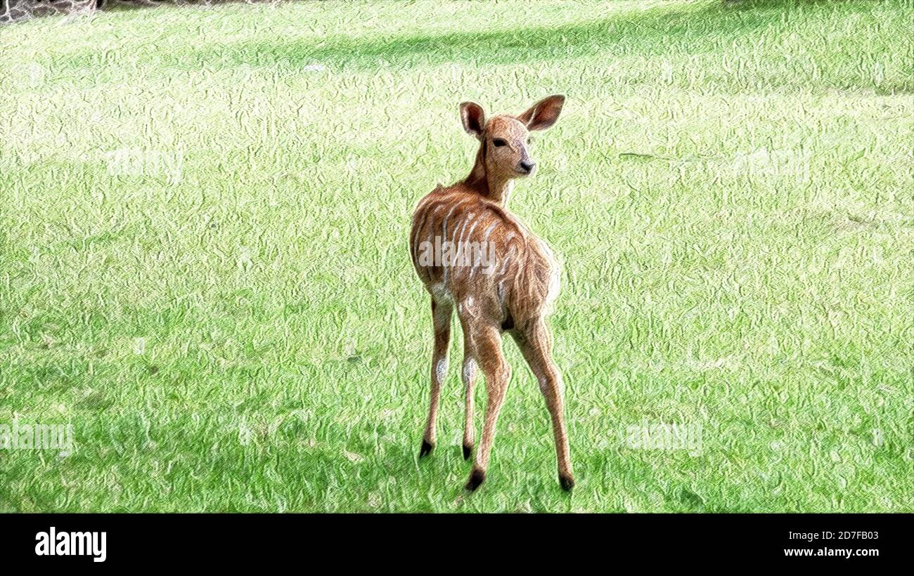 Deer looking back hi-res stock photography and images - Alamy