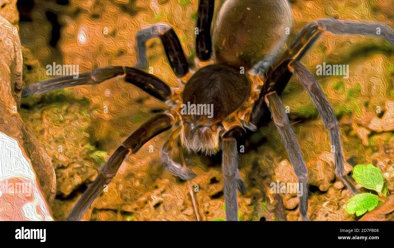 Tarantula on the ground Stock Photo - Alamy