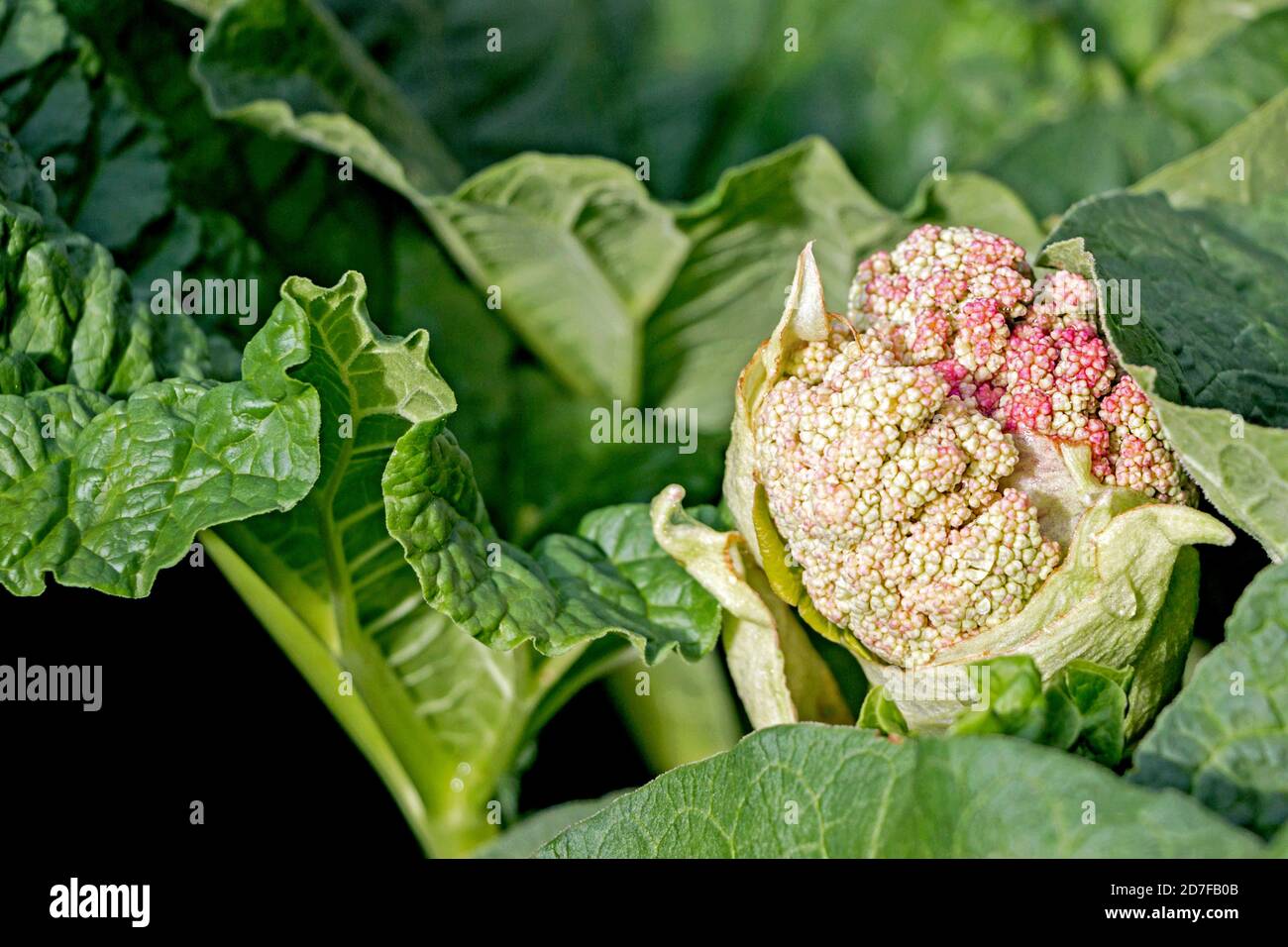 green rhubarb plant with flower bud in garden Stock Photo - Alamy