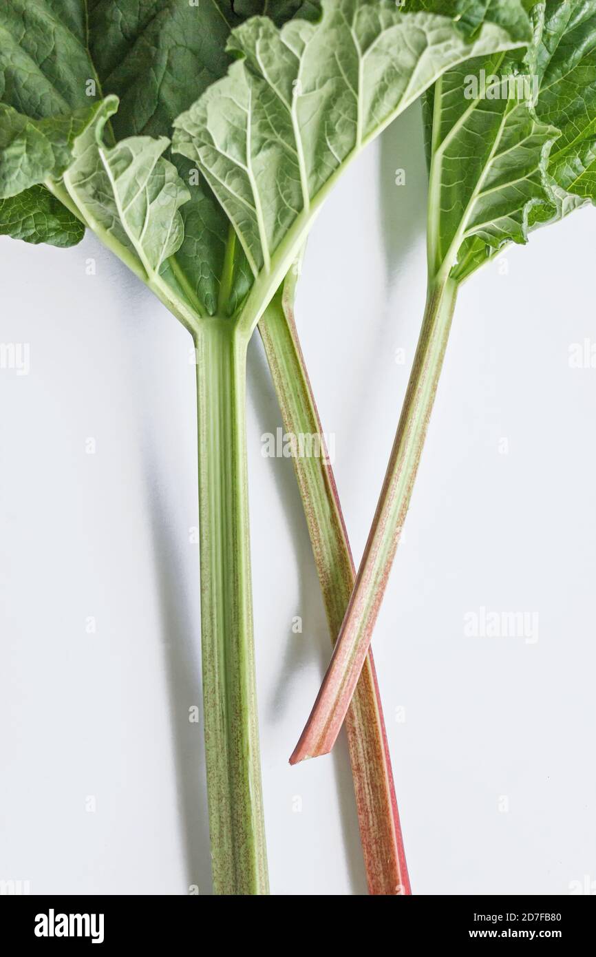 fresh rhubarb stalks on white background Stock Photo - Alamy