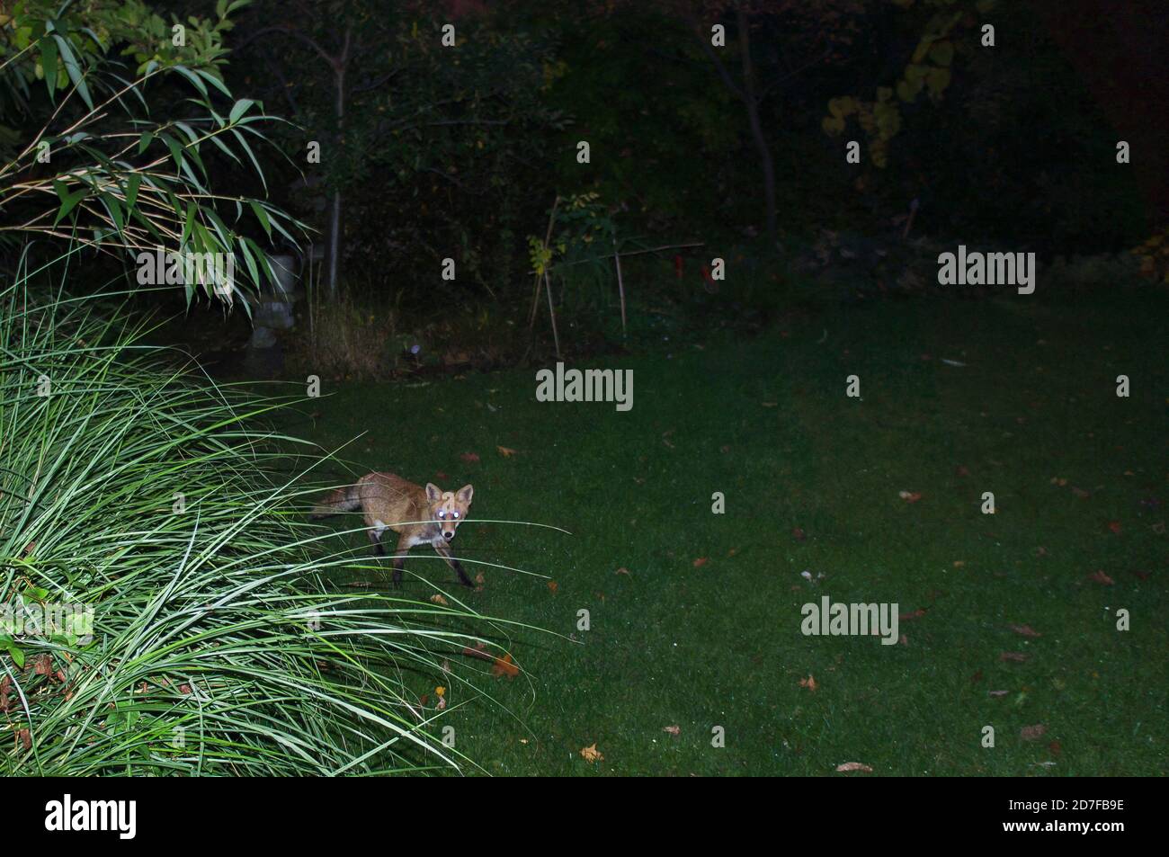 Camera flash is reflected from the retina of Red Fox, Vulpes vulpes ...