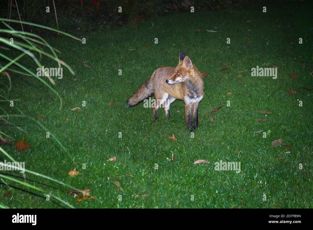Camera flash is reflected from the retina of Red Fox, Vulpes vulpes ...