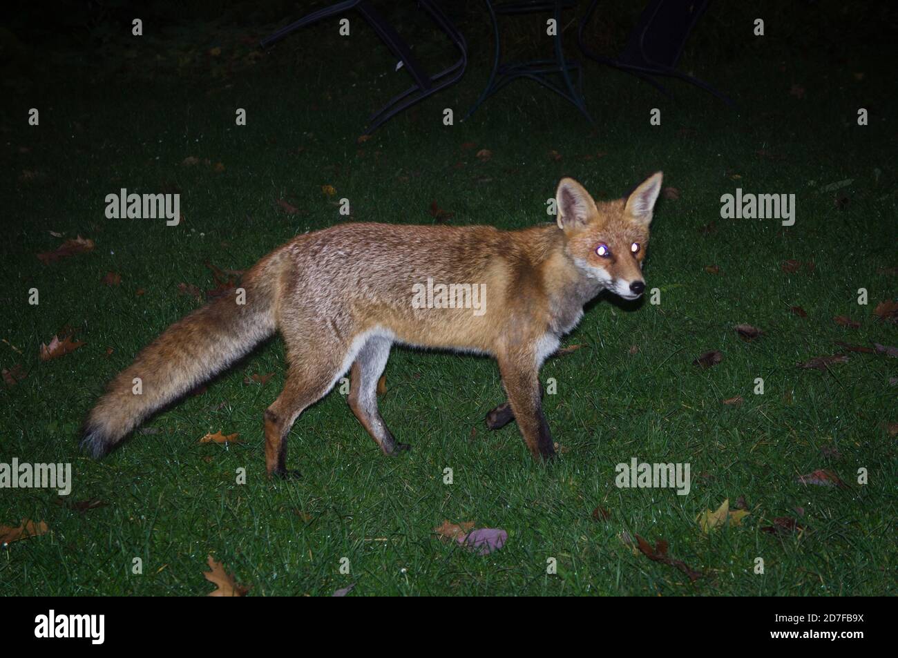 Camera flash is reflected from the retina of Red Fox, Vulpes vulpes ...