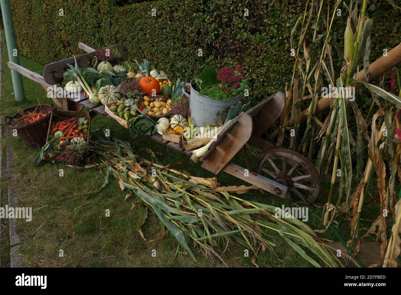 Thanksgiving day in the village of Mutzenich, Germany. 2020. Harvest ...