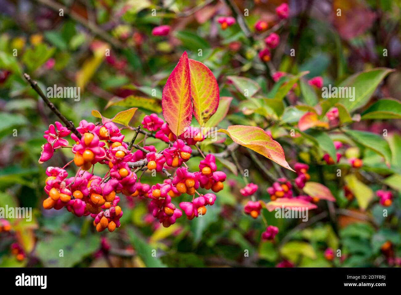 Euonymus europaeus european spindle or common spindle in the colorful ...