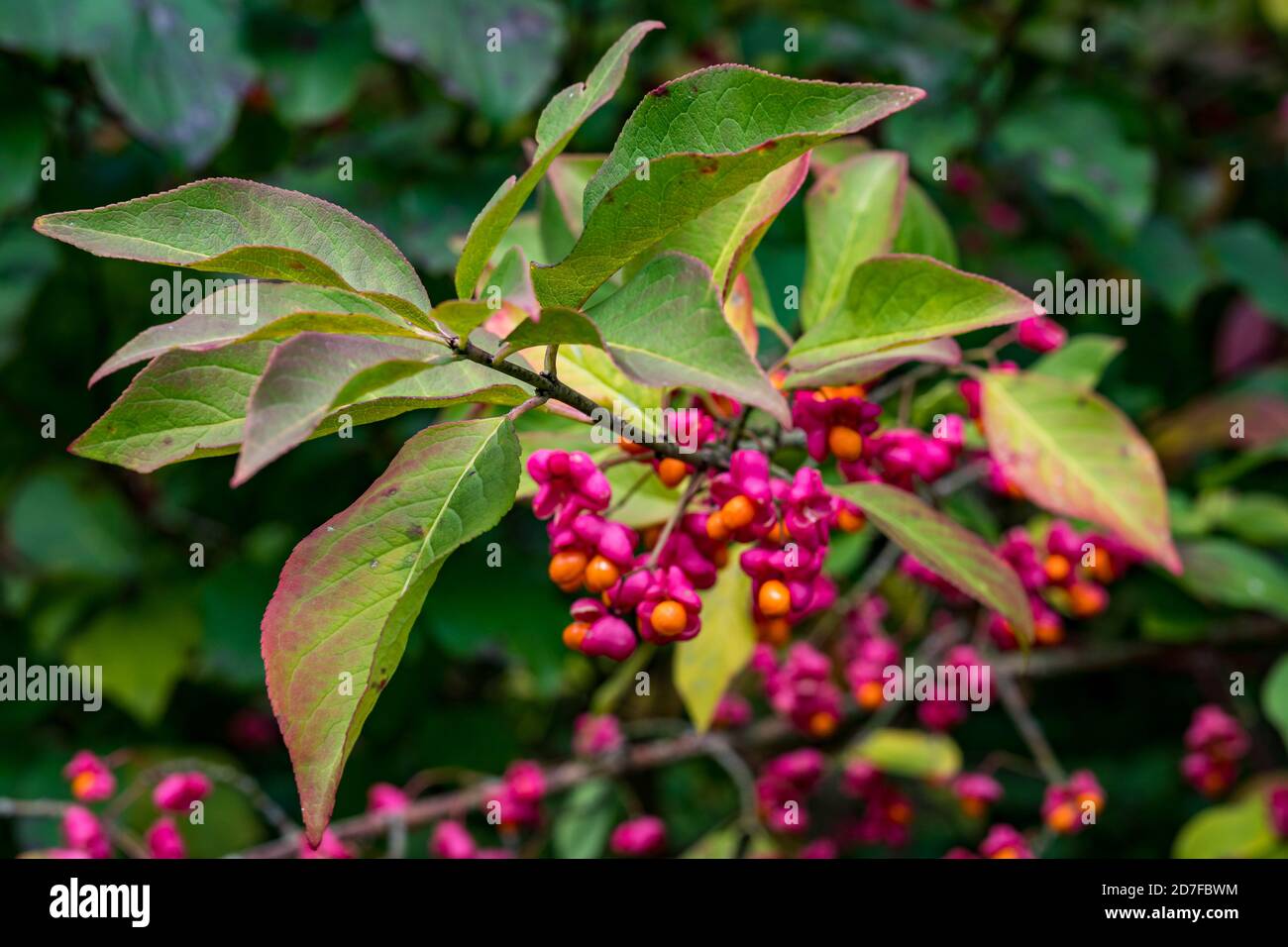 Euonymus europaeus european spindle or common spindle in the colorful ...