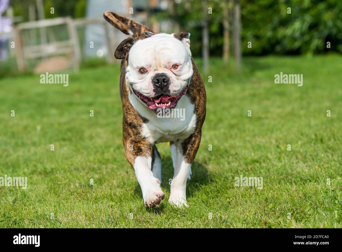 Does The Serrano Bulldog Attack Humans