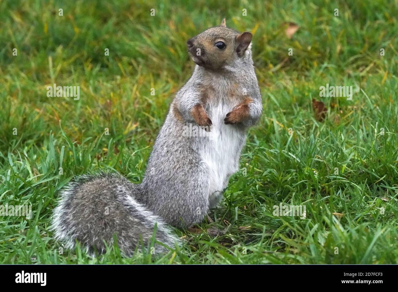Eastern Grey Squirrel looking behind Stock Photo - Alamy