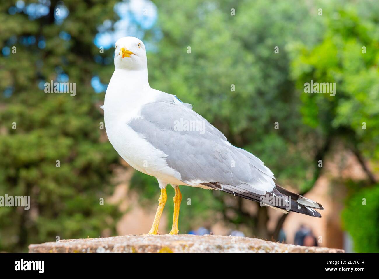 Roman bird hi-res stock photography and images - Alamy
