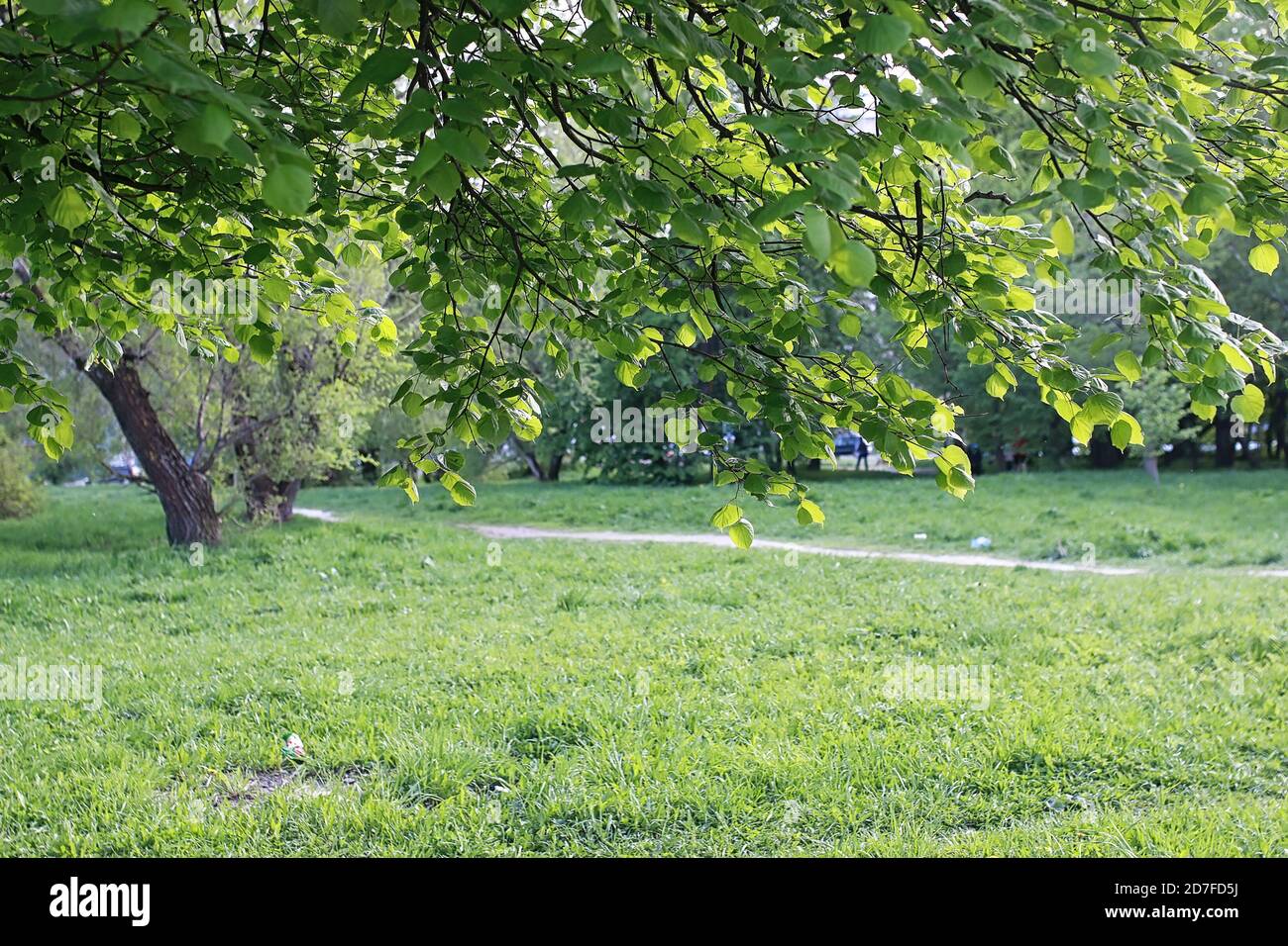 park in the city, young sprouts of trees in the spring Stock Photo - Alamy