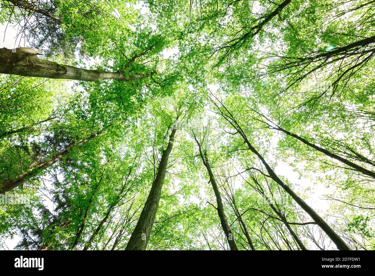 Green deciduous forest in the rain drops on a sunny day Stock Photo - Alamy