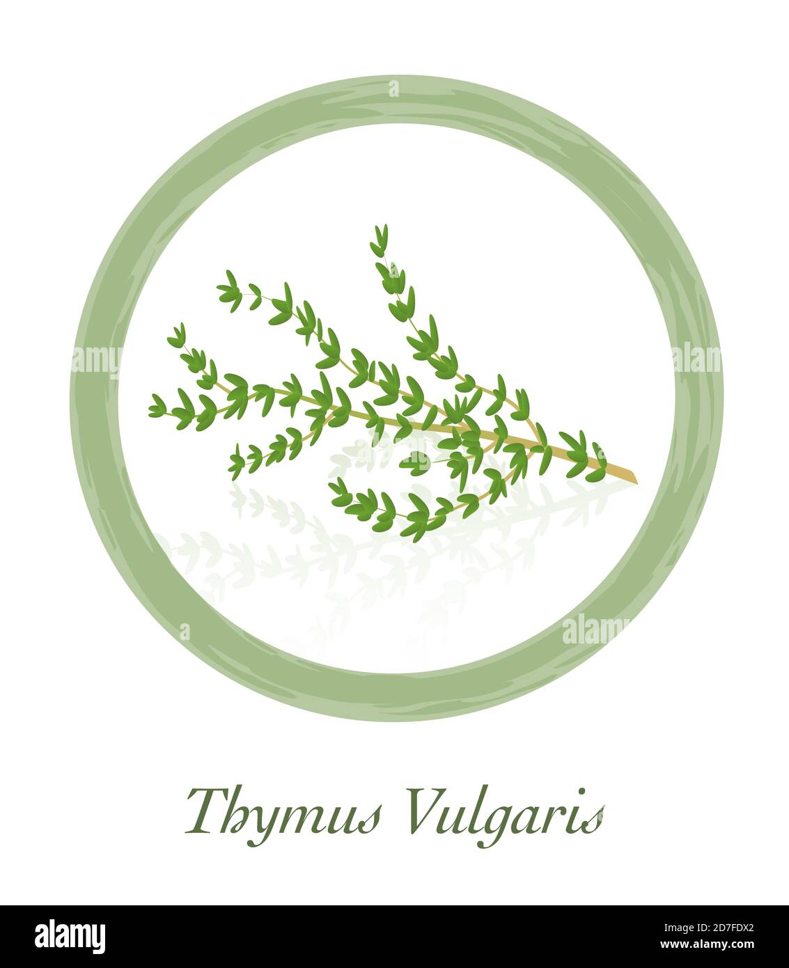 Thyme - Thymus Vulgaris - culinary herb logo - illustration on white ...