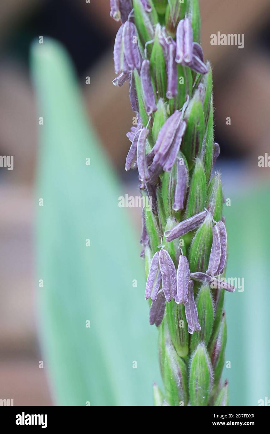 Corn pollination hi-res stock photography and images - Alamy