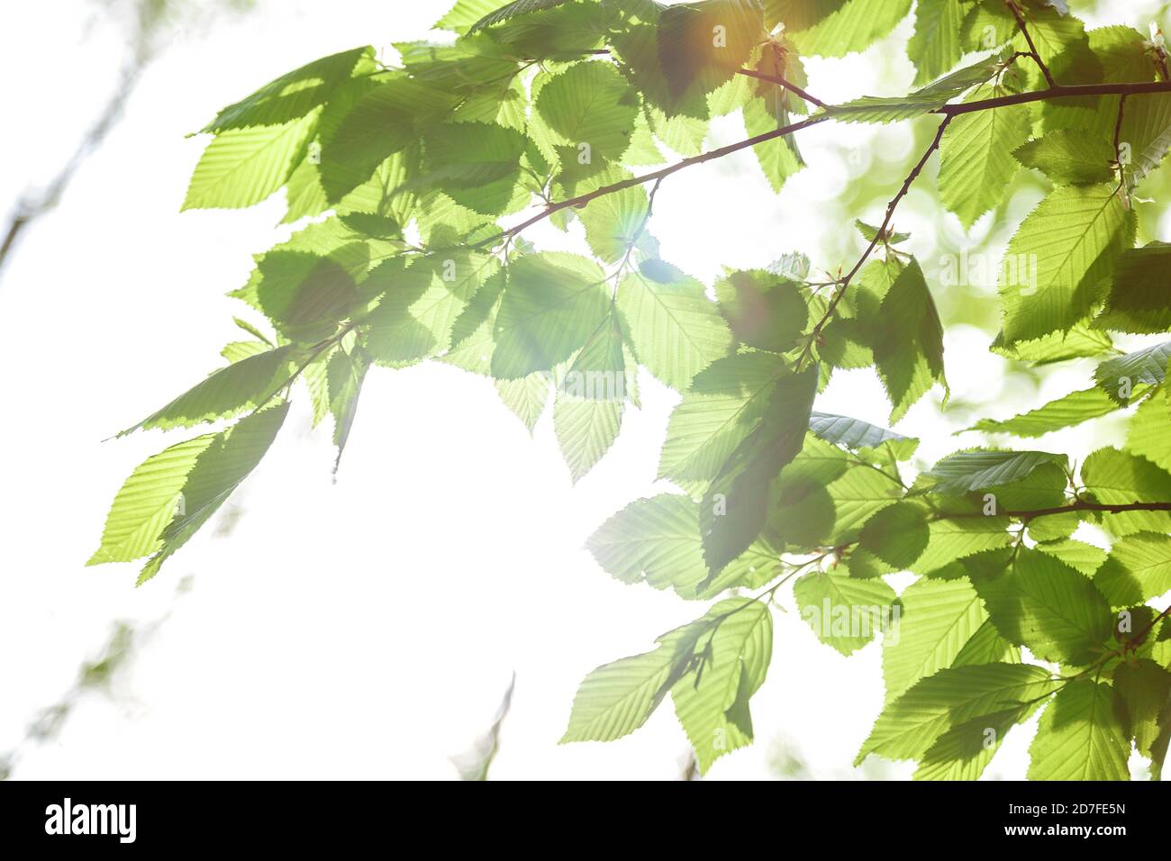 Green deciduous forest in the rain drops on a sunny day Stock Photo - Alamy