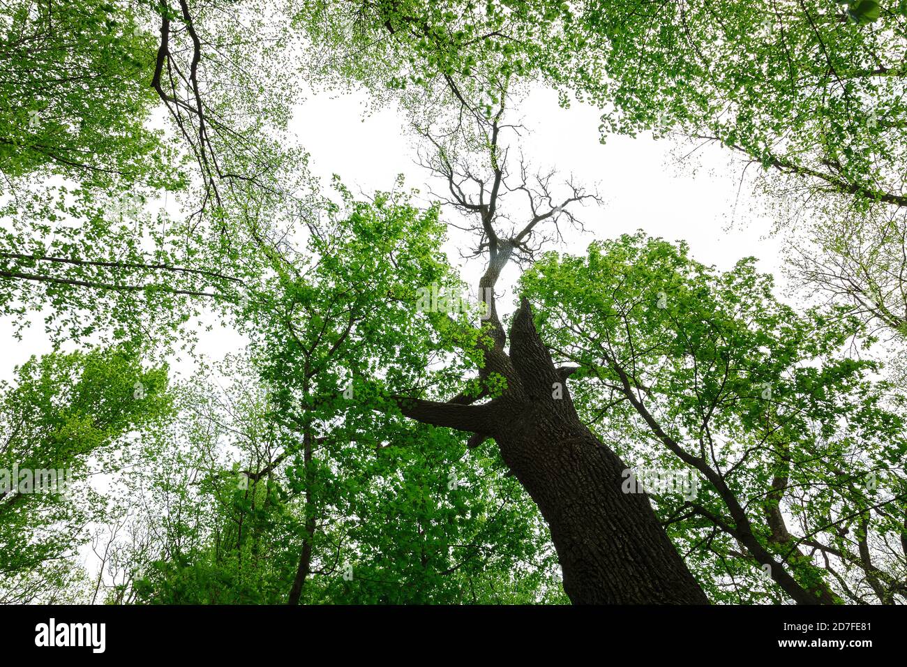Green deciduous forest in the rain drops on a sunny day Stock Photo - Alamy