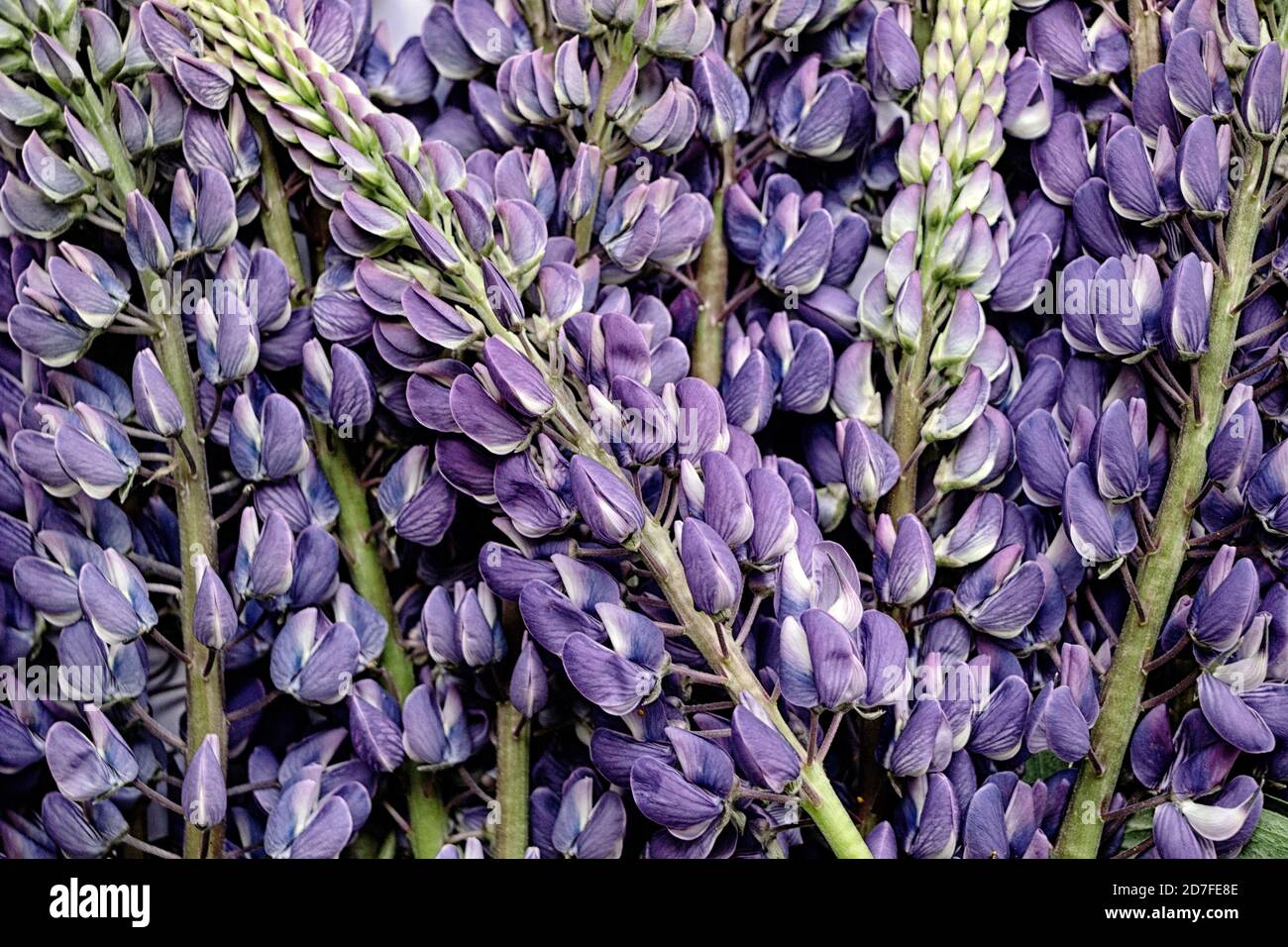 Purple lupin flower hi-res stock photography and images - Alamy