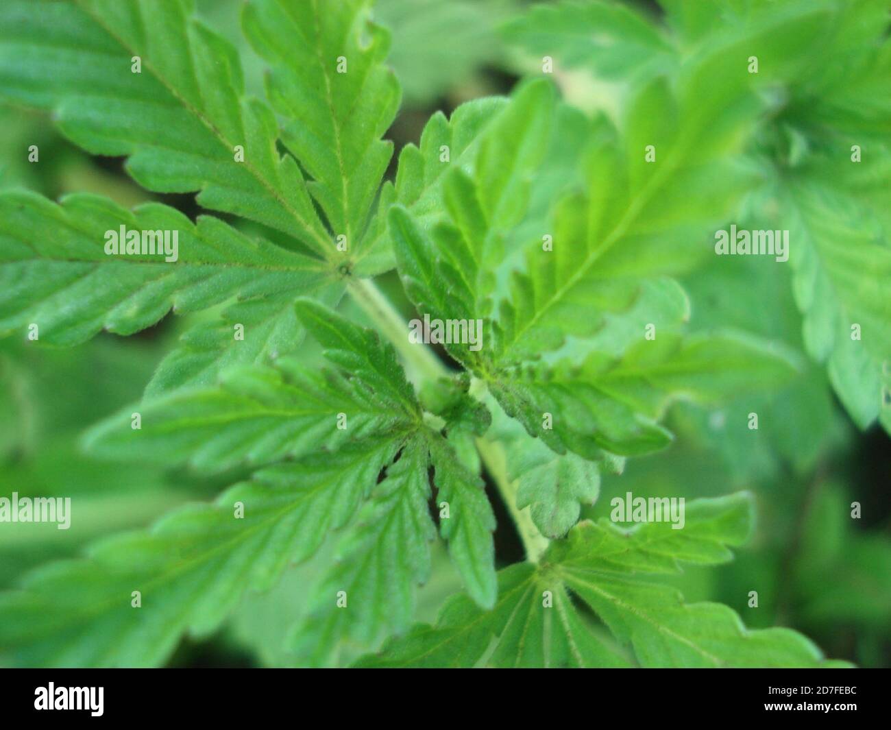 420 wallpaper hi-res stock photography and images - Alamy