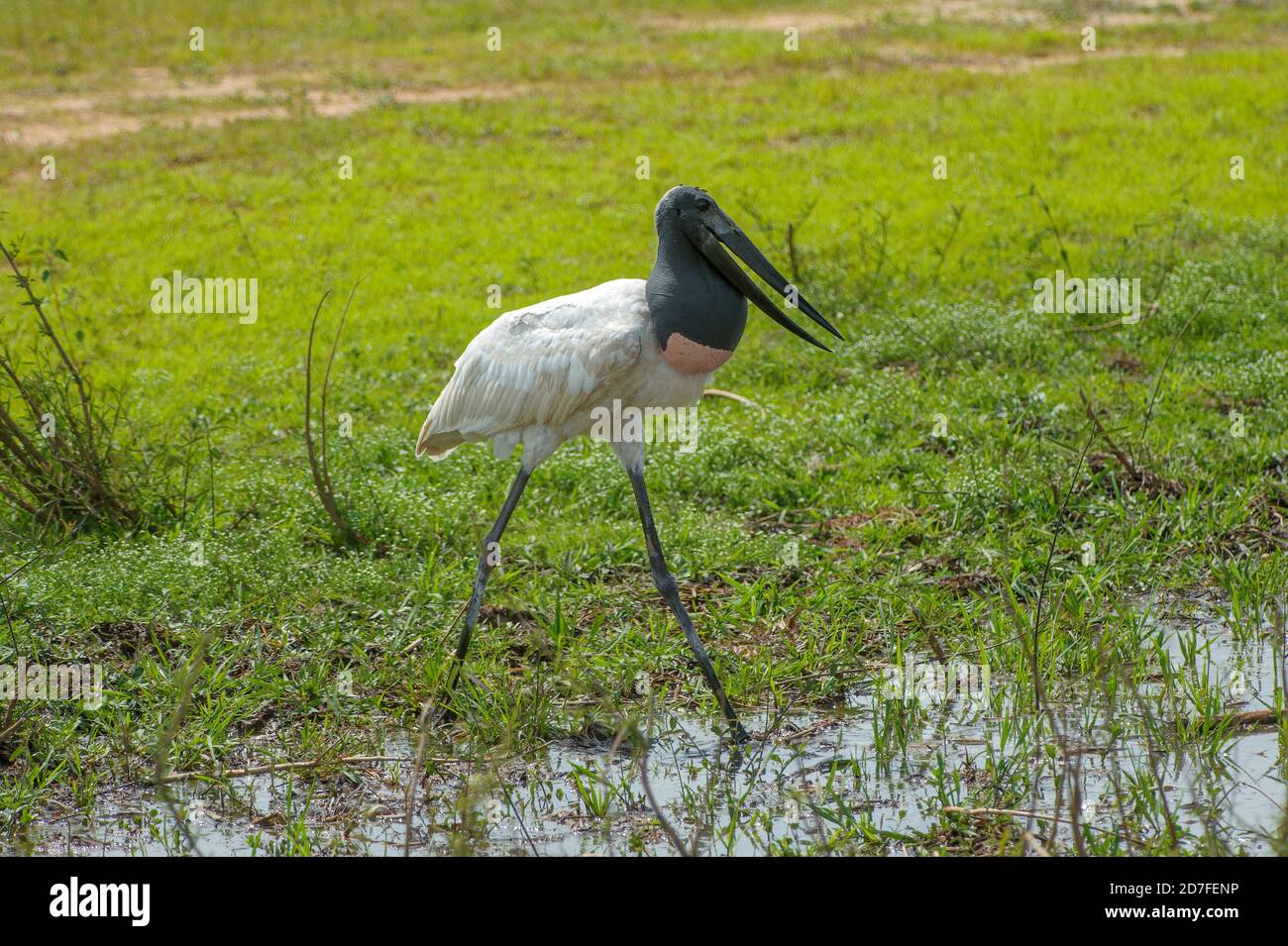 Jabiru Stork (Jabiru mycteria), Araras Ecolodge, Mato Grosso, Brazil ...