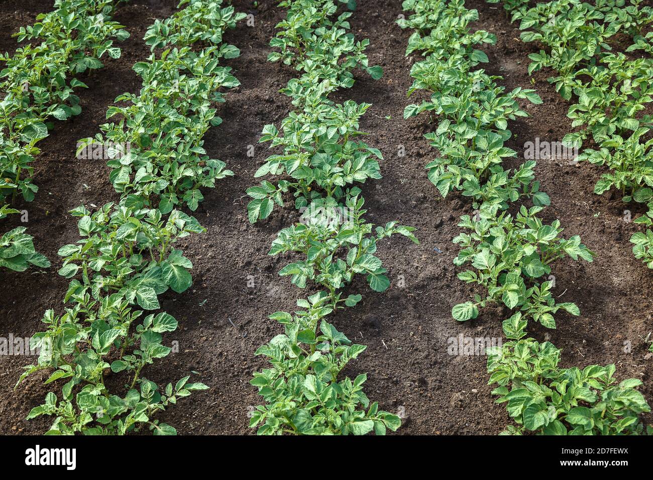 Potato flower cluster hi-res stock photography and images - Alamy