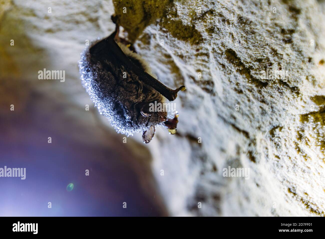 Sleeping hanging bat in cave covered with dew Stock Photo - Alamy