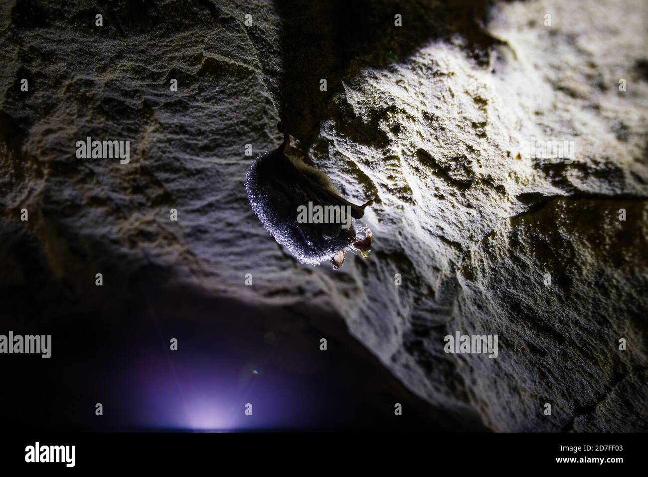 Sleeping hanging bat in cave covered with dew Stock Photo - Alamy