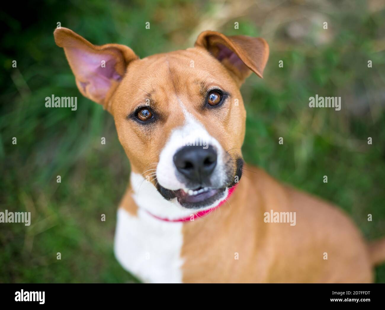 White Terrier Mix Breeds