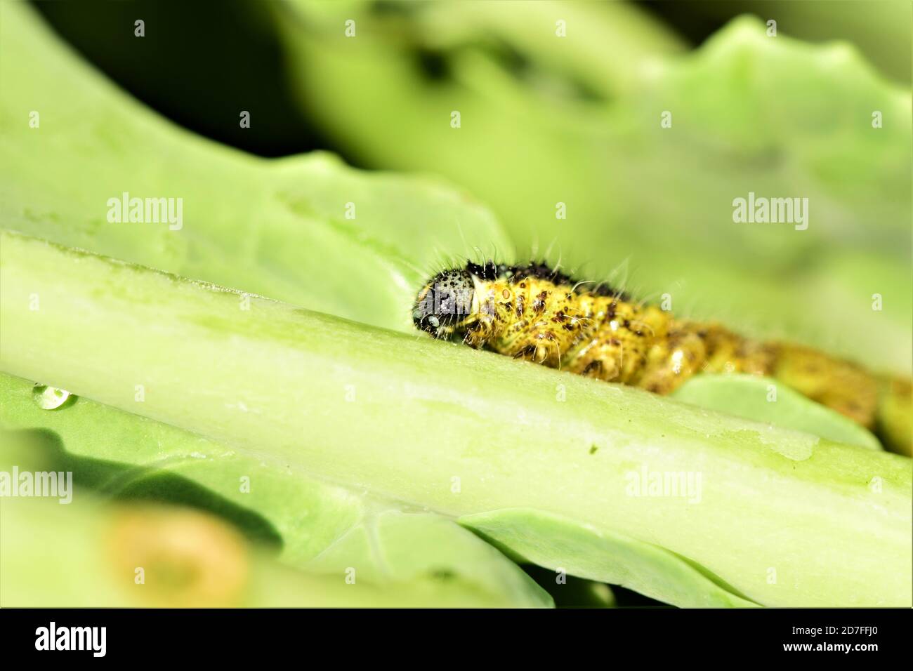 Cabbage caterpillar hi-res stock photography and images - Alamy