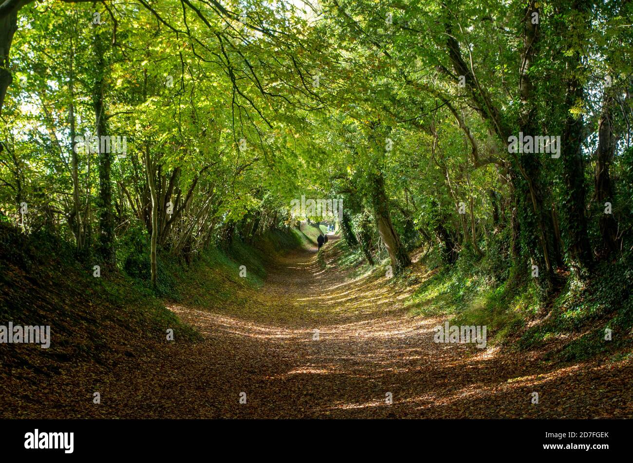 Tree Tunnel England High Resolution Stock Photography and Images - Alamy