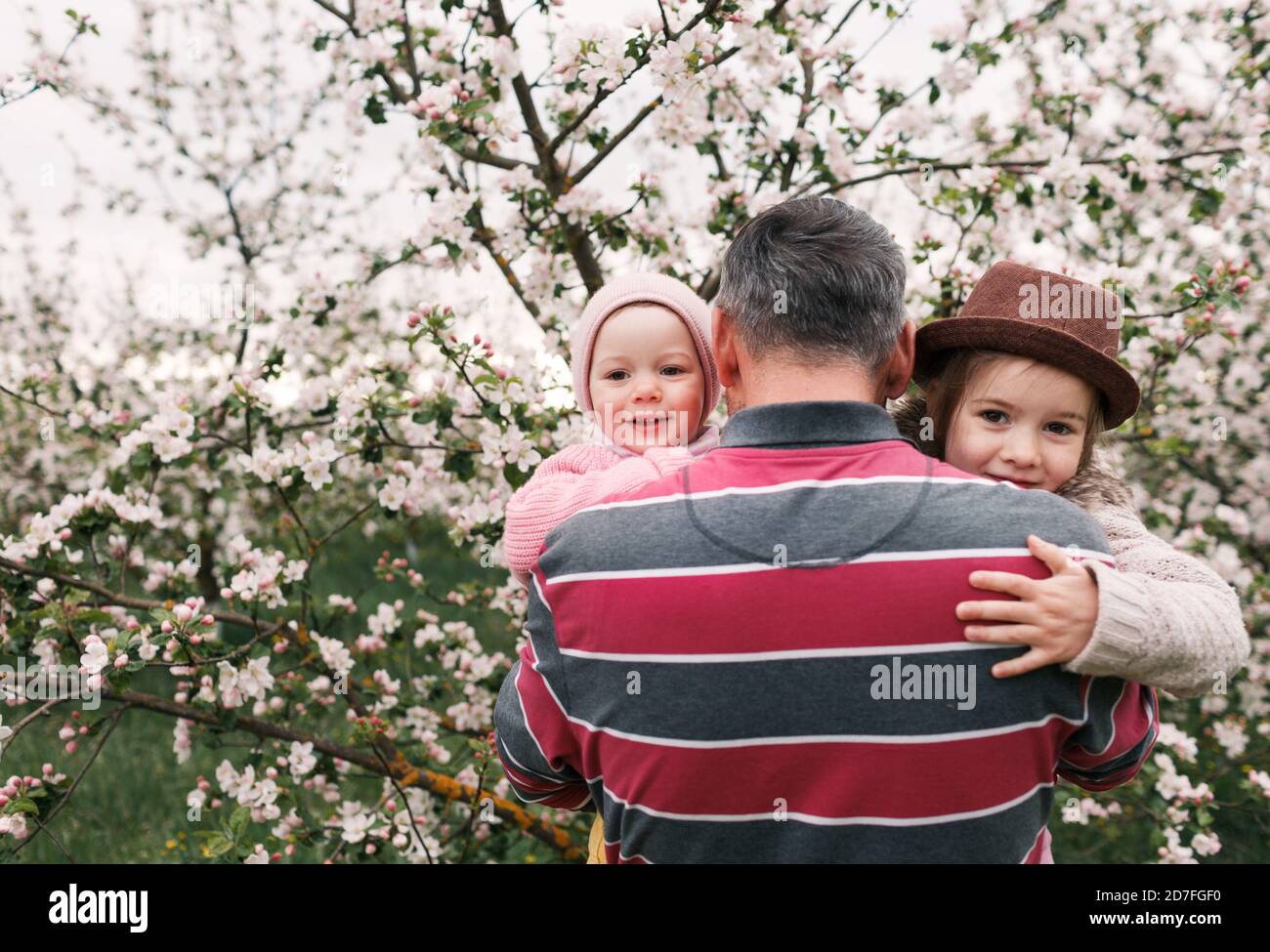 happy father hugs two daughters in a blooming garden Stock Photo - Alamy