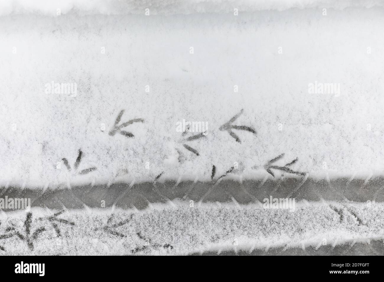 Footprints in the snow. Footprints on the first snow. Imprint of shoes ...