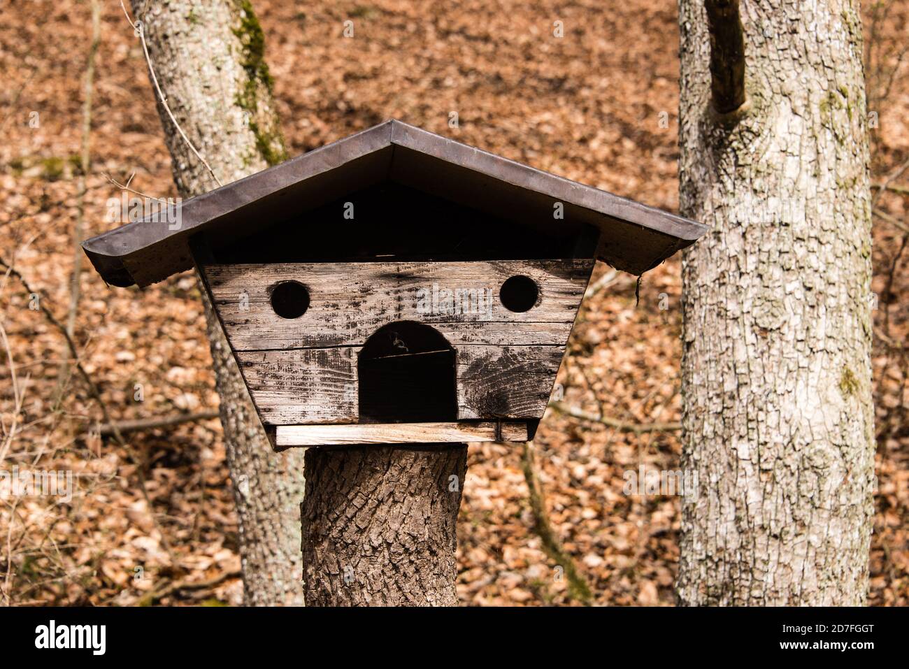 Tree-face on the wayside, a fancy bird box next the Altmühltal hiking ...