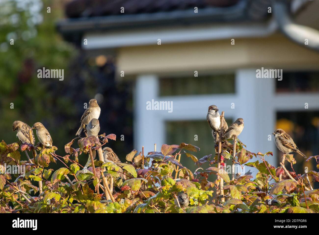 a group of small sparrows sits on the tips of a shrub Stock Photo - Alamy