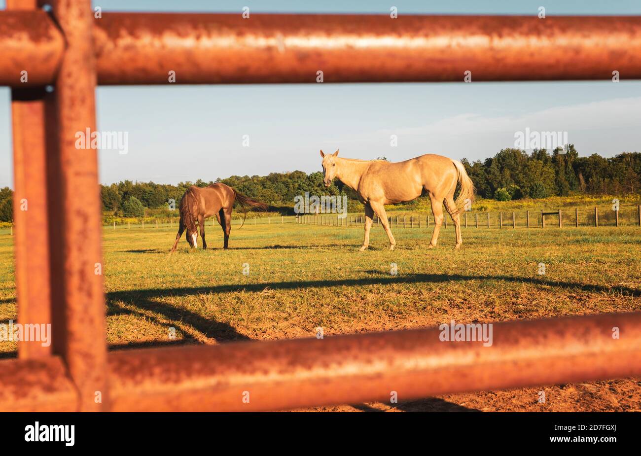 Stalling the fence hi-res stock photography and images - Alamy