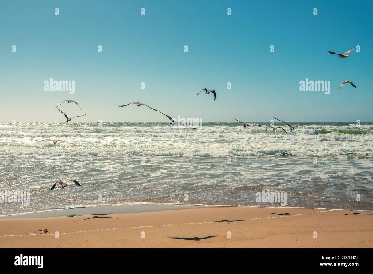 Sand beach and flock of seagulls flying over the sea Stock Photo - Alamy