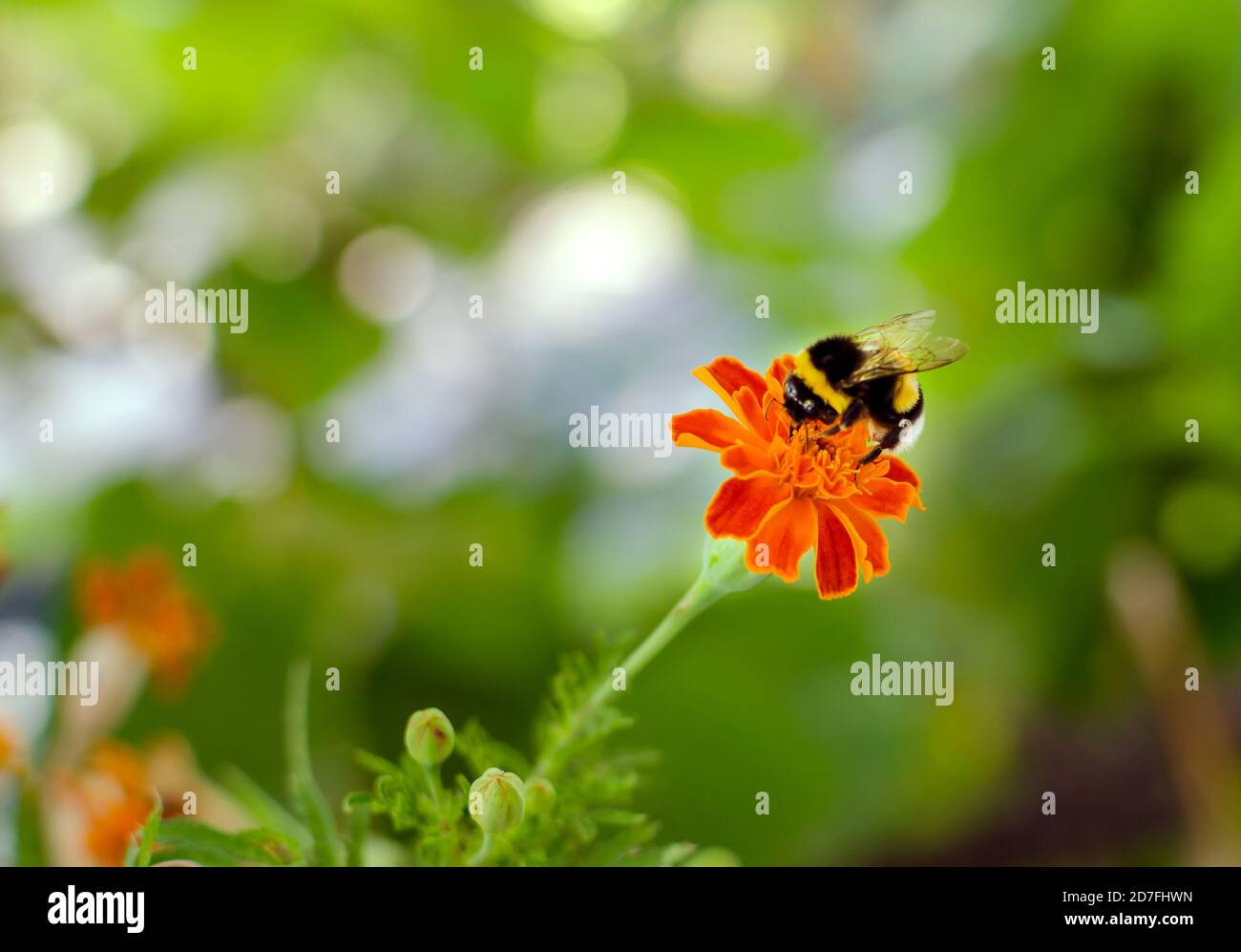 Black bumblebee hi-res stock photography and images - Alamy