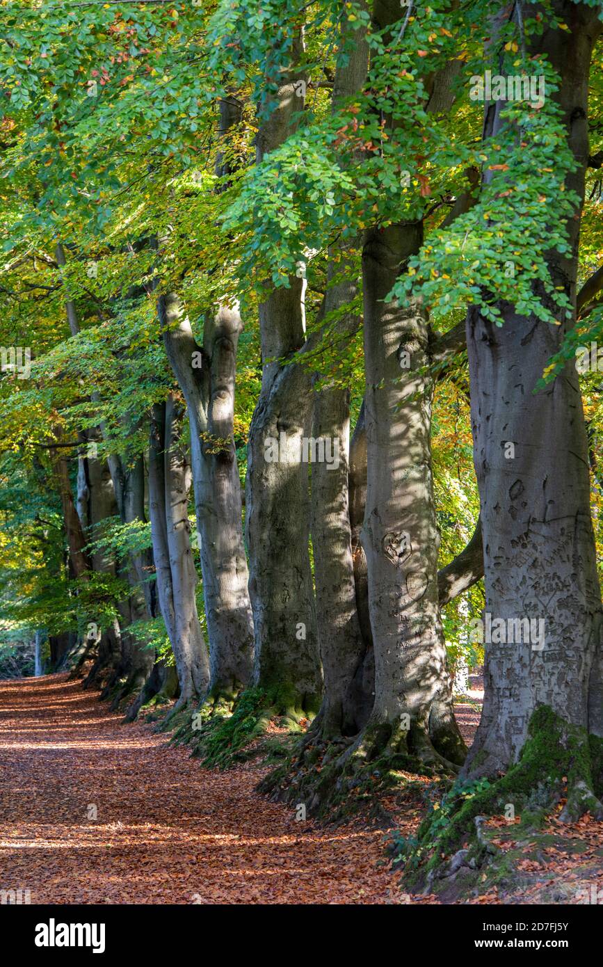 Tree lined tracl hi-res stock photography and images - Alamy