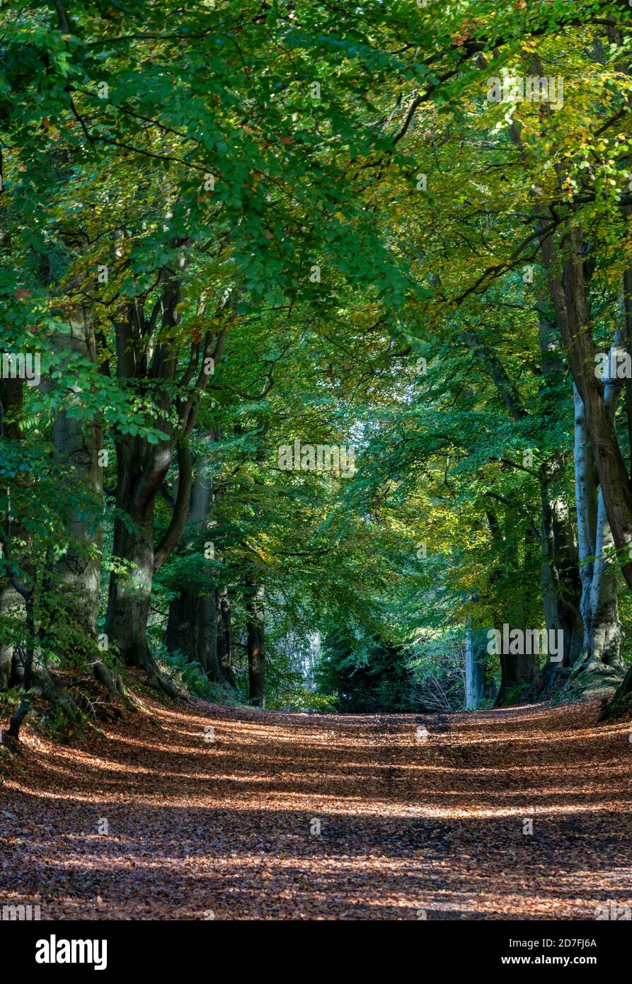 Tree line pathway through the woods hi-res stock photography and images ...
