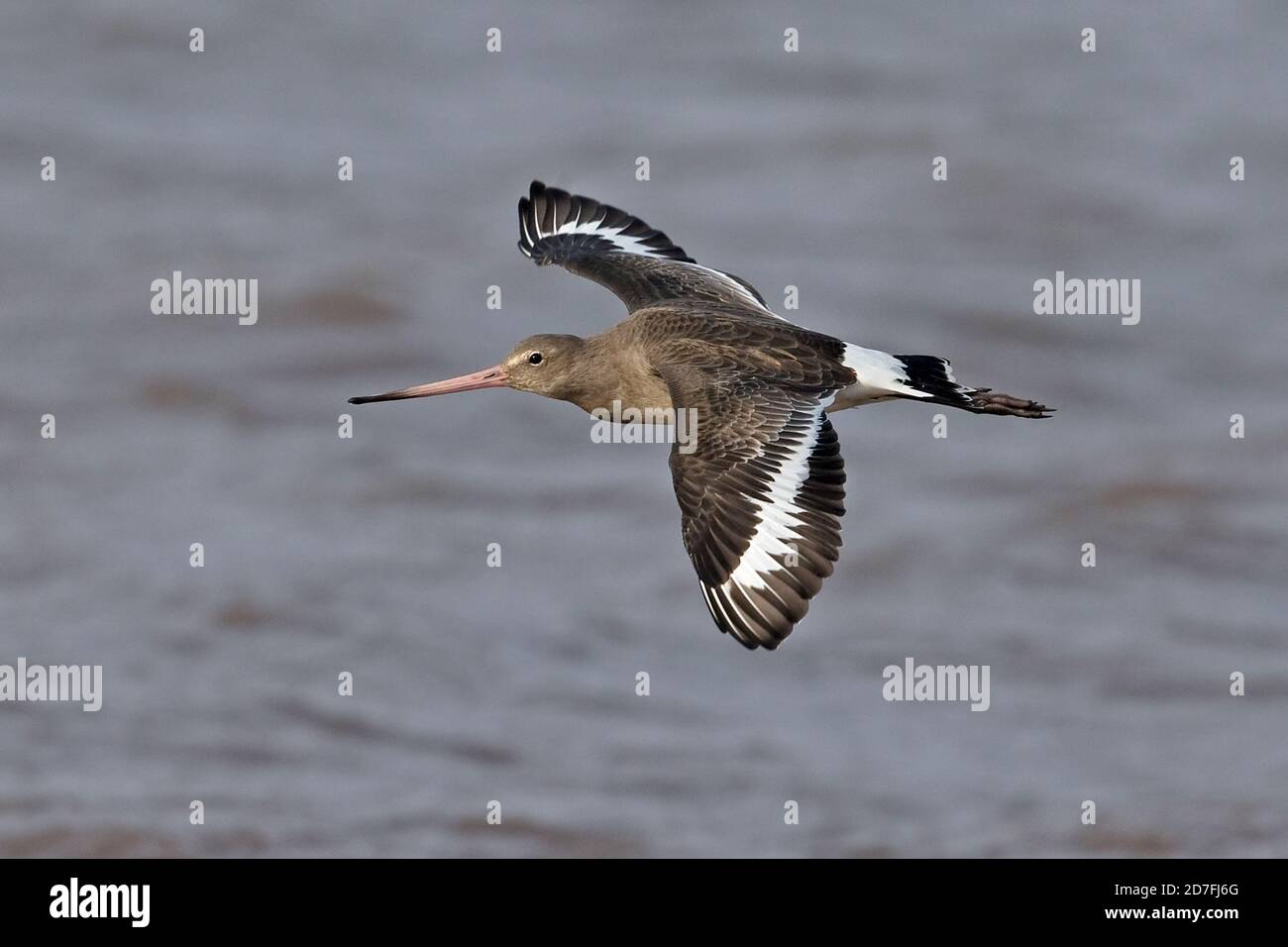 Black-tailed Godwit (Limosa limosa islandica Stock Photo - Alamy