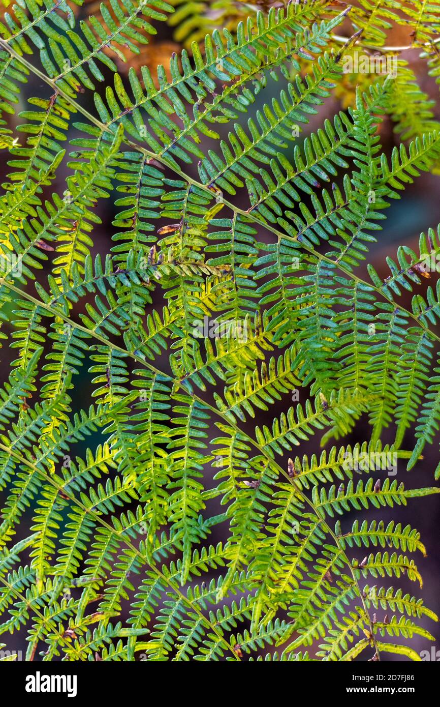 Abstract bracken fern patterns hi-res stock photography and images - Alamy