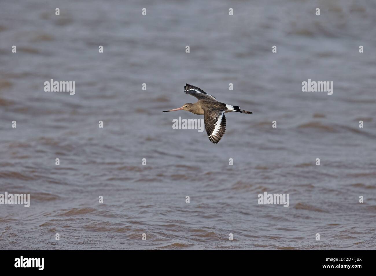 Limosa limosa islandica in breeding plumage hi-res stock photography ...